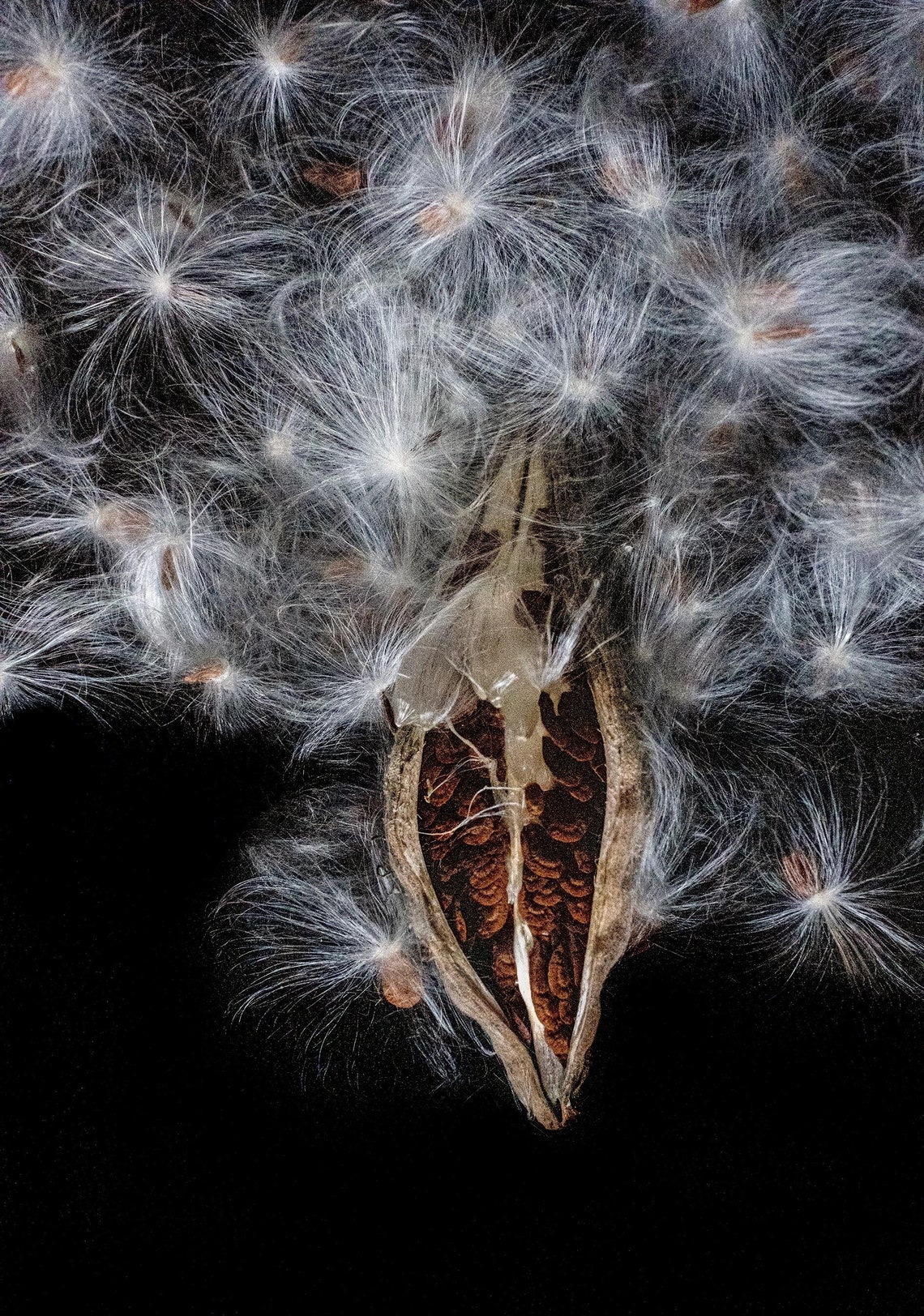 Fine Art Photograph of a Milkweed Pod Titled,"great Expectations." - Etsy