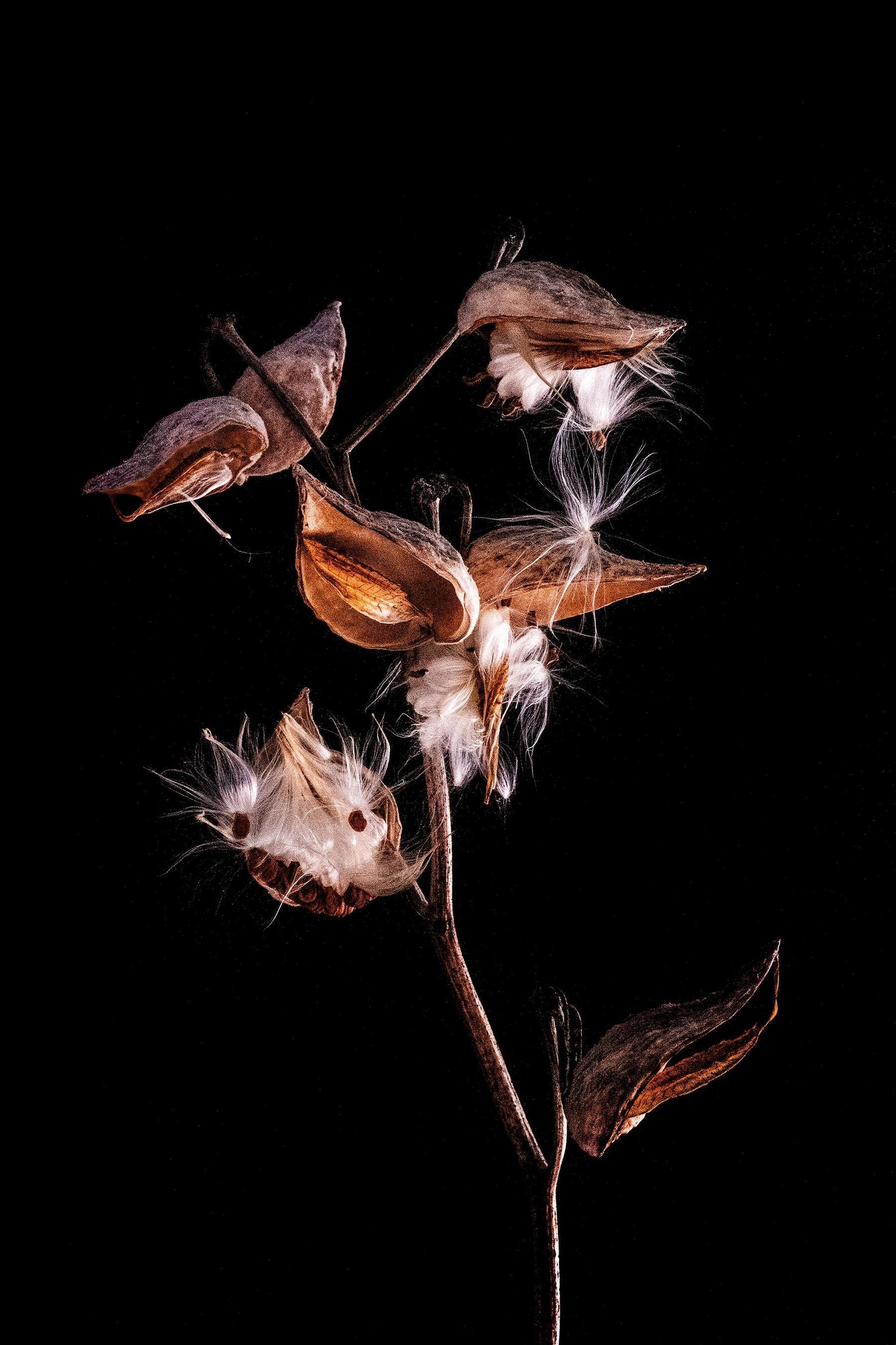 Fine Art Photograph of a Milkweed Stalk Titled, "waiting for a Gentle ...