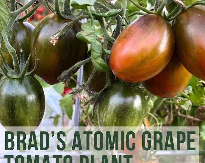 Brad’s Atomic Grape Tomato Plants, Tomatoes Grown From Vegetable Seeds ...