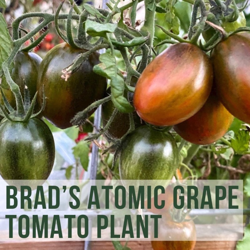 Grapes Seedlings - Etsy