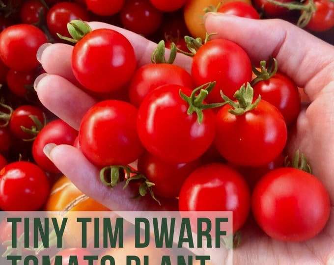 Tiny Tim Tomato Plants, Dwarf Tomatoes Grown From Vegetable Seeds Into ...
