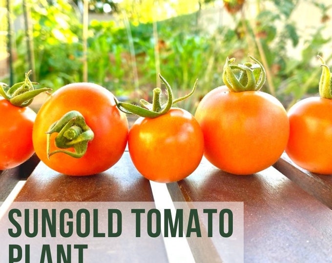 Sungold Tomato Plants, Cherry Tomatoes Grown From Vegetable Seeds Into Plant Starts Easy to Grow ...