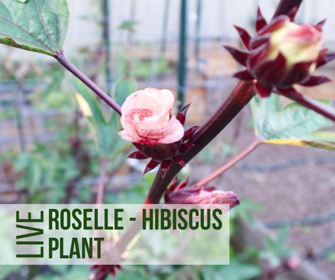 3 Roselle Flower Plants, Hibiscus Edible Flowers Starts, Live Flower ...