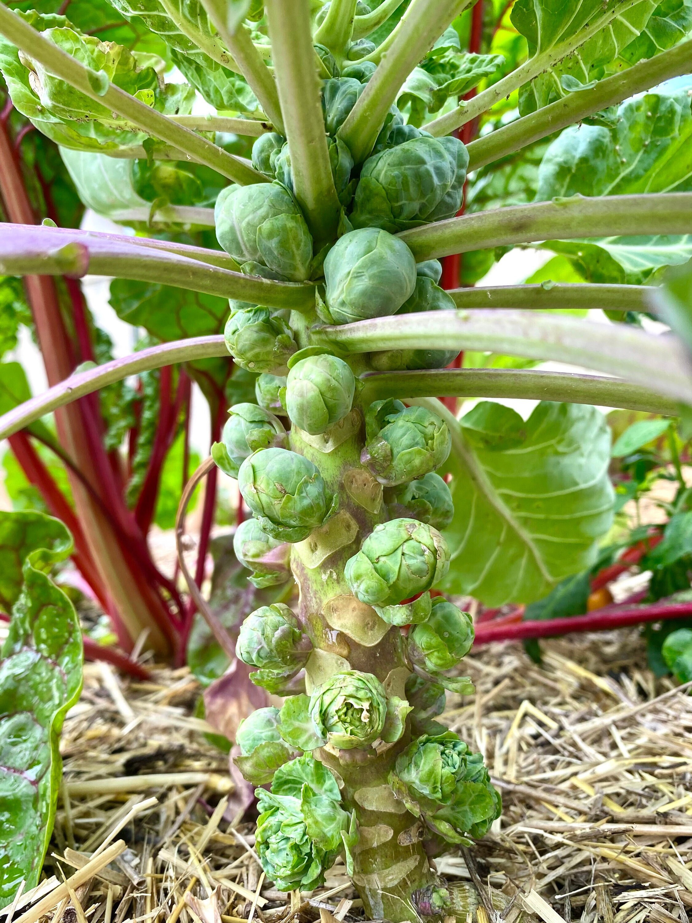 6 Groninger Brussel Sprout Plants, Brussel Sprouts Grown From Vegetable ...