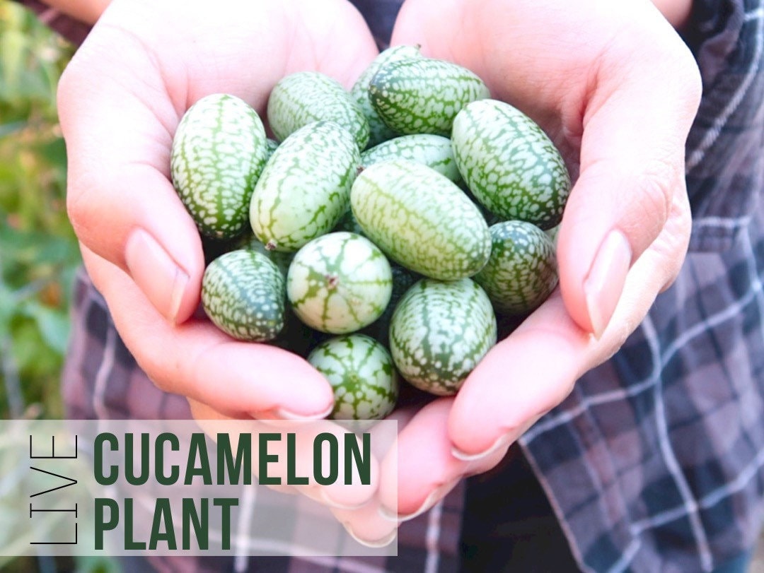 3 Cucamelon Plants, Live Sour Gherkins Grown From Cucamelon Seeds Into ...