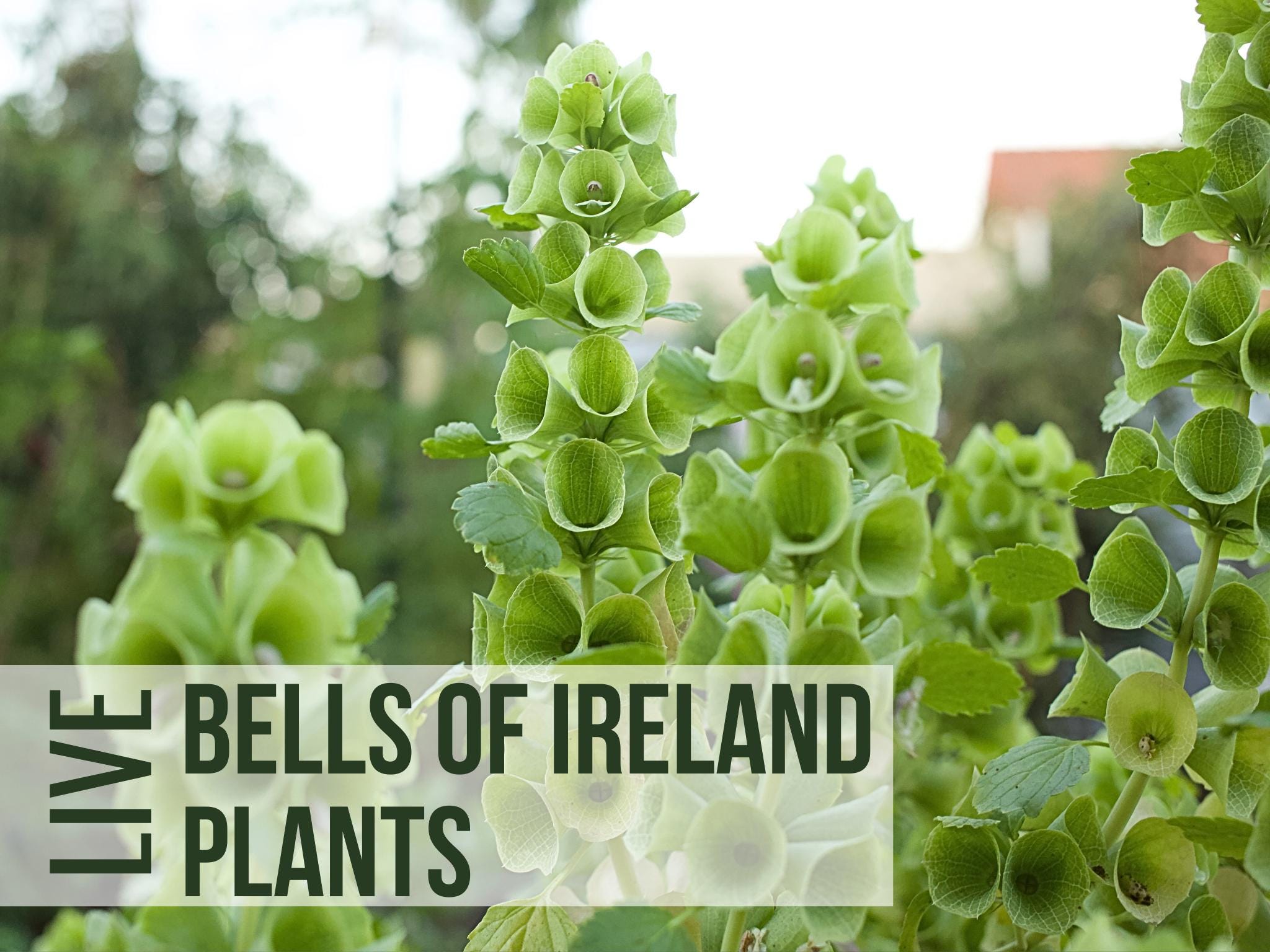 3 Bells of Ireland Plants, Bell Flowers Grown From Flower Seeds Into ...