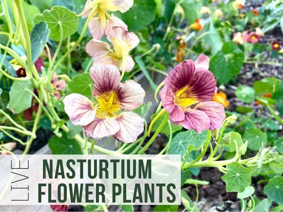 Nasturtium Edible Flowers Pricing And Marketing Edible Flowers: