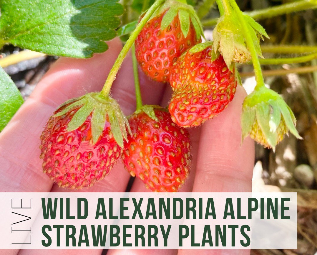 Alpine Strawberry Seedlings