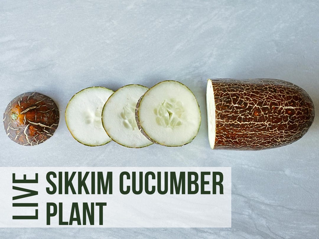 Sikkim Cucumber Plants, Brown Cucumbers Grown From Cucumber Seeds to ...