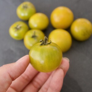 Fat Frog Tomato Plants, Micro Dwarf Tomatoes Grown From Vegetable Seeds ...