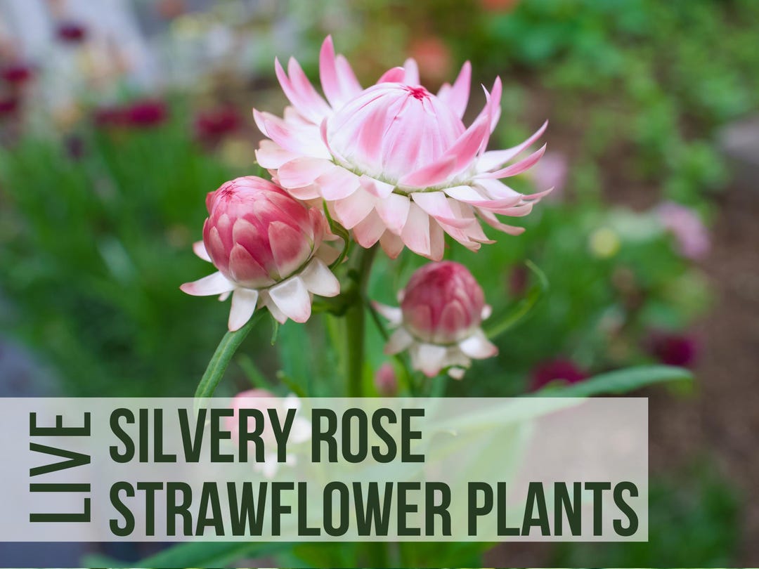 3 Silvery Rose Strawflower Plants, Dried & Fresh Garden Flower Starts ...