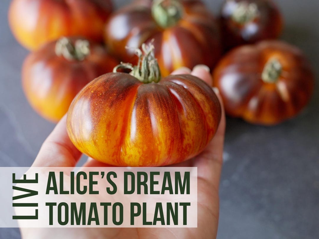 Alice's Dream Tomato Plant, Rare Tomatoes Plant Starts, Live Vegetable ...