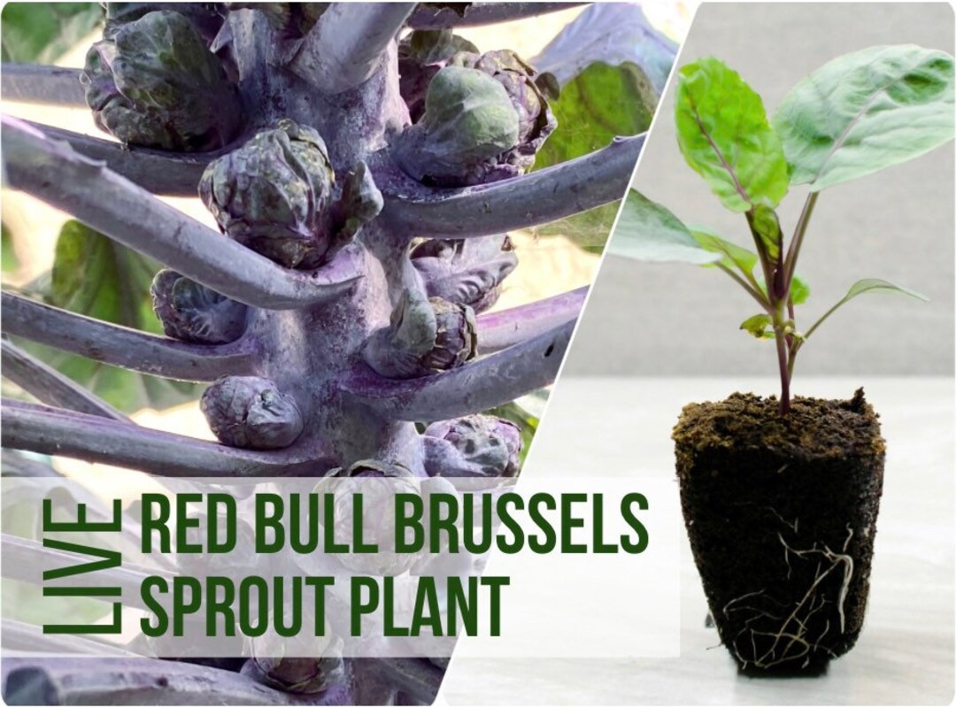 PREORDER Red Bull Brussel Sprout Plants, Live Brussel Sprouts ...