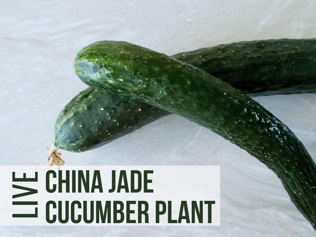 China Jade Cucumber Plants, Chinese Cucumbers Grown From Vegetable ...