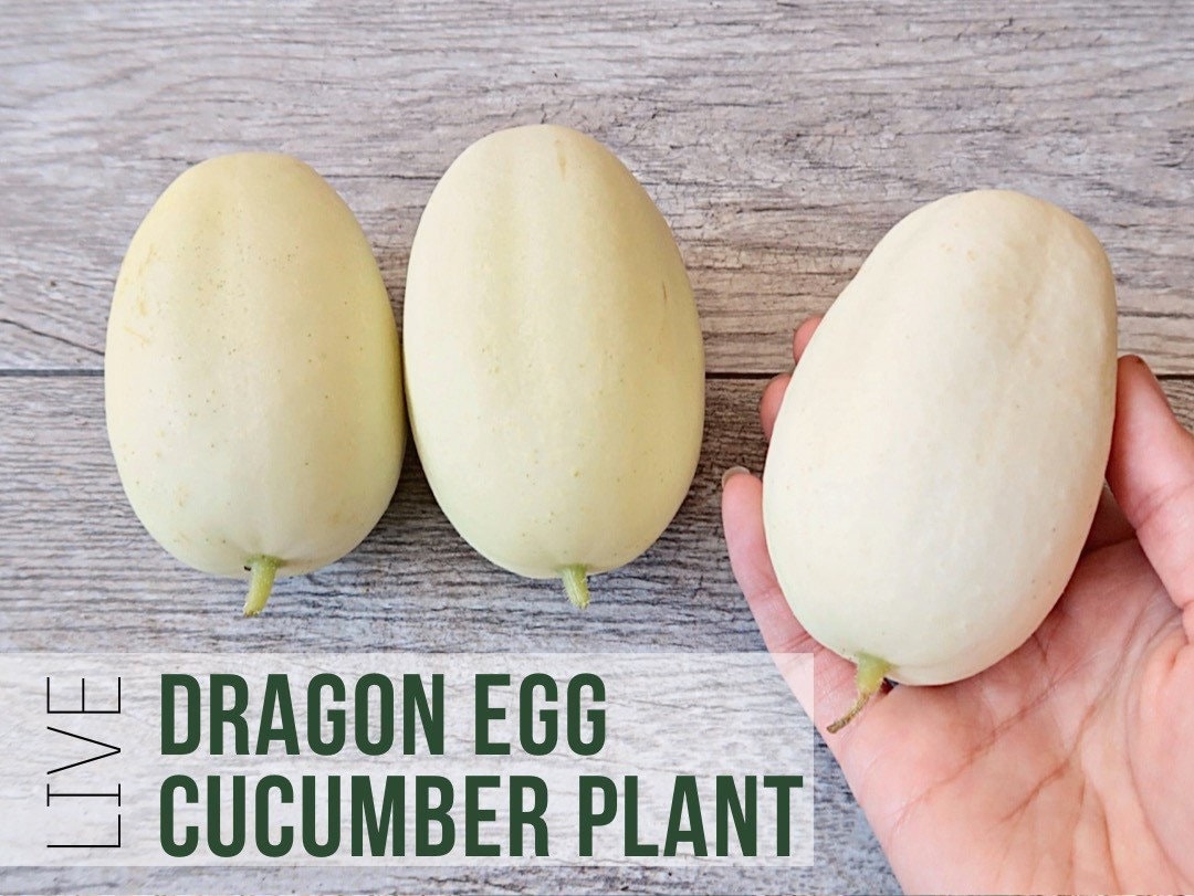 Dragon Egg Cucumber Plants, White Cucumbers Grown From Cucumber Seeds ...