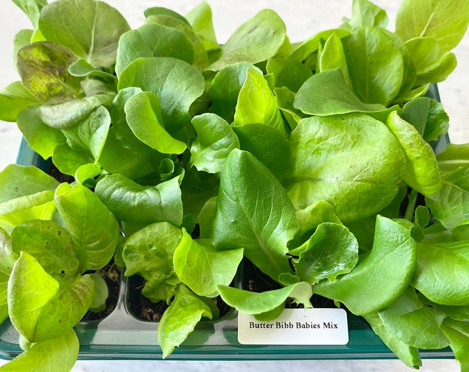 Preorder RARE LIVE PLANTS Butter Bibb Babies Lettuce Plant - Etsy