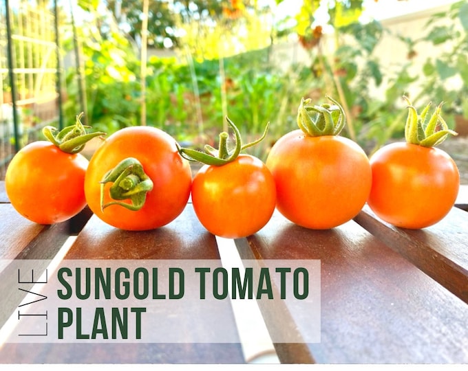LIVE Sungold Tomato Plant, Gold Cherry Tomatoes, Live Vegetable Seedlings, Plant Starts, Easy to ...