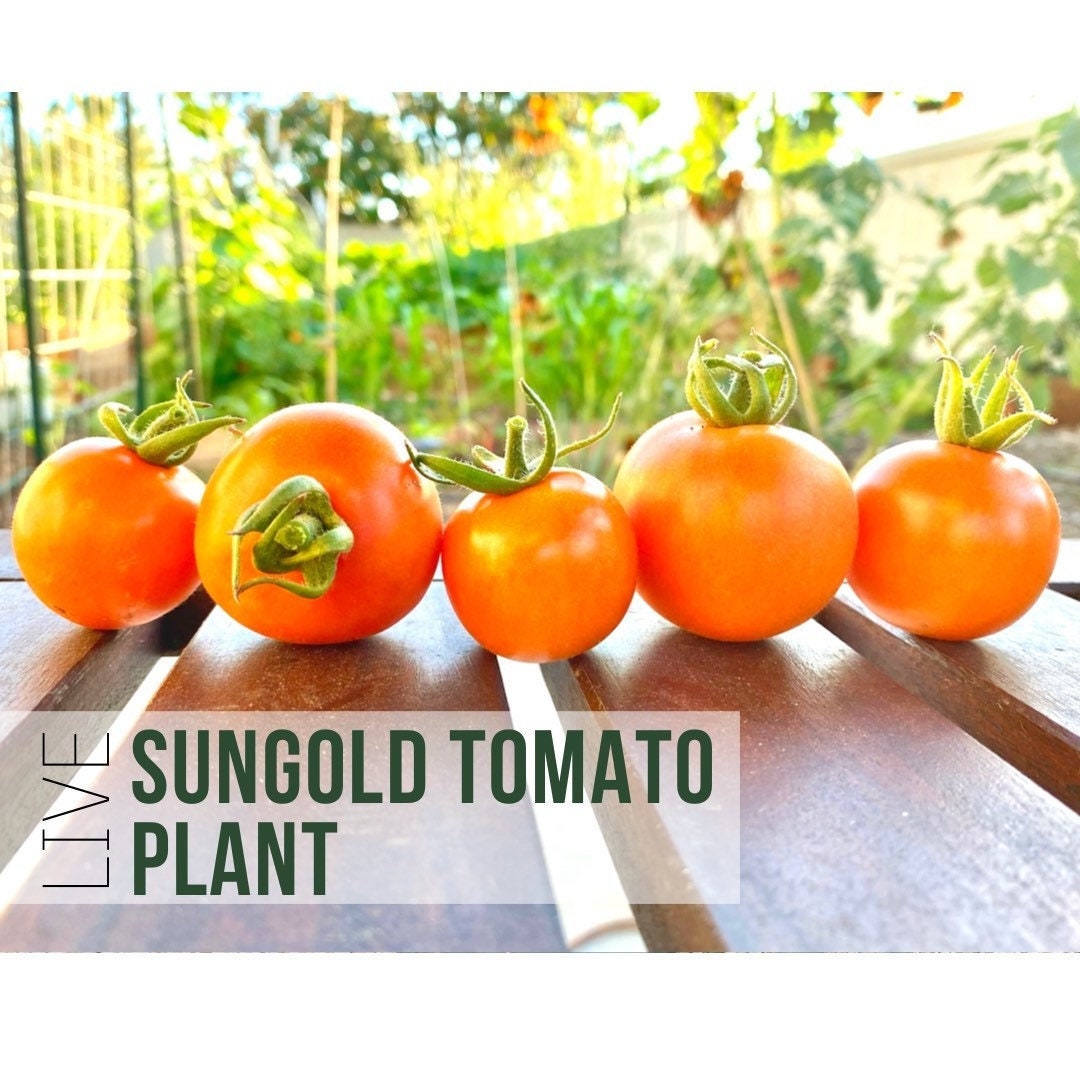 Sungold Tomato Plants, Cherry Tomatoes Grown From Vegetable Seeds Into Plant Starts Easy to Grow ...