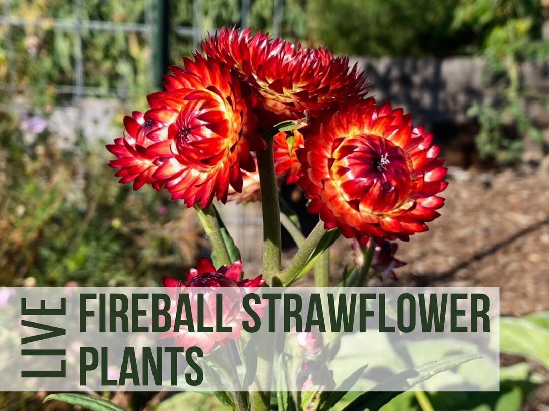 3 Fireball Strawflower Plants, Dried & Fresh Garden Flower Starts, Live ...