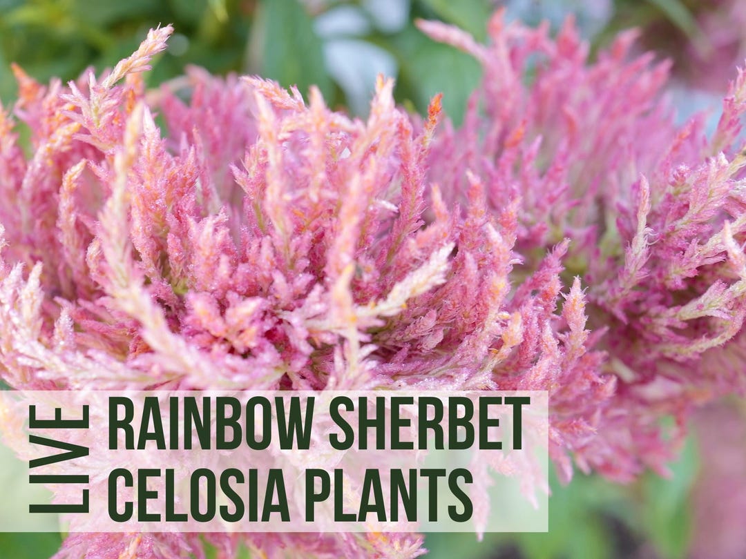 Rainbow Sherbet Celosia Plants, Cut Flower Celosia Plant Starts, Live ...
