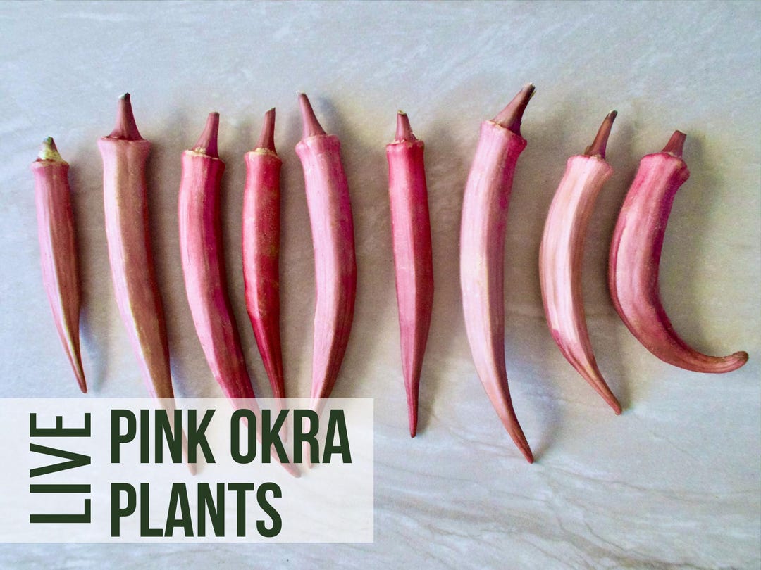 Pink Okra Plants, Rare Okra Grown From Okra Seeds to Vegetable Plant ...