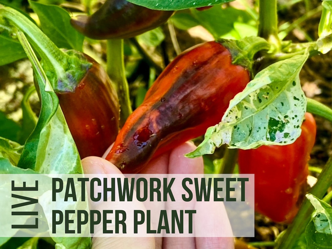 Patchwork Pepper Plants, Sweet Pepper Plants Grown From Pepper Seeds to ...