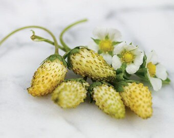 Yellow Alpine Strawberry Plants - Etsy