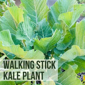 LIVE Walking Stick Kale Plant, Collard Kale Tree, Vegetable Seedlings ...