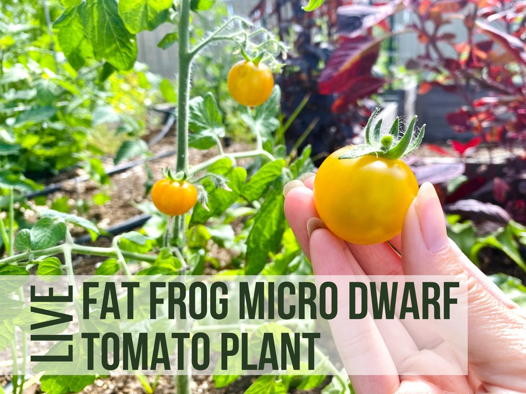 Fat Frog Tomato Plants, Micro Dwarf Tomatoes Grown From Vegetable Seeds ...