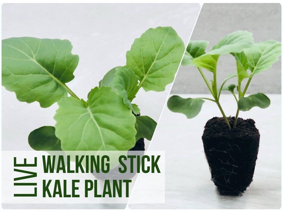 Tall Kale Plant