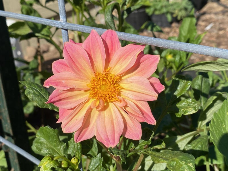Giant Dahlia Plants, Mixed Hybrid Dahlia Flower Starts for Garden, Live ...