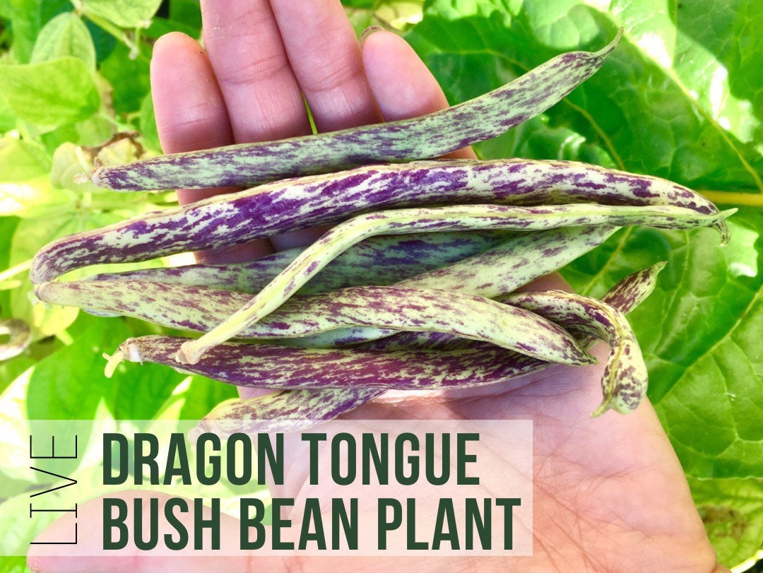 6 Dragon Tongue Bush Bean Plants, Variegated Beans From Bean Seeds to ...