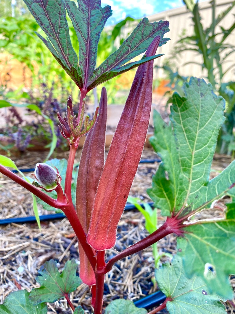 Jing Orange Okra Plant, Rare Okra Plant Starts, Live Vegetable Plant ...