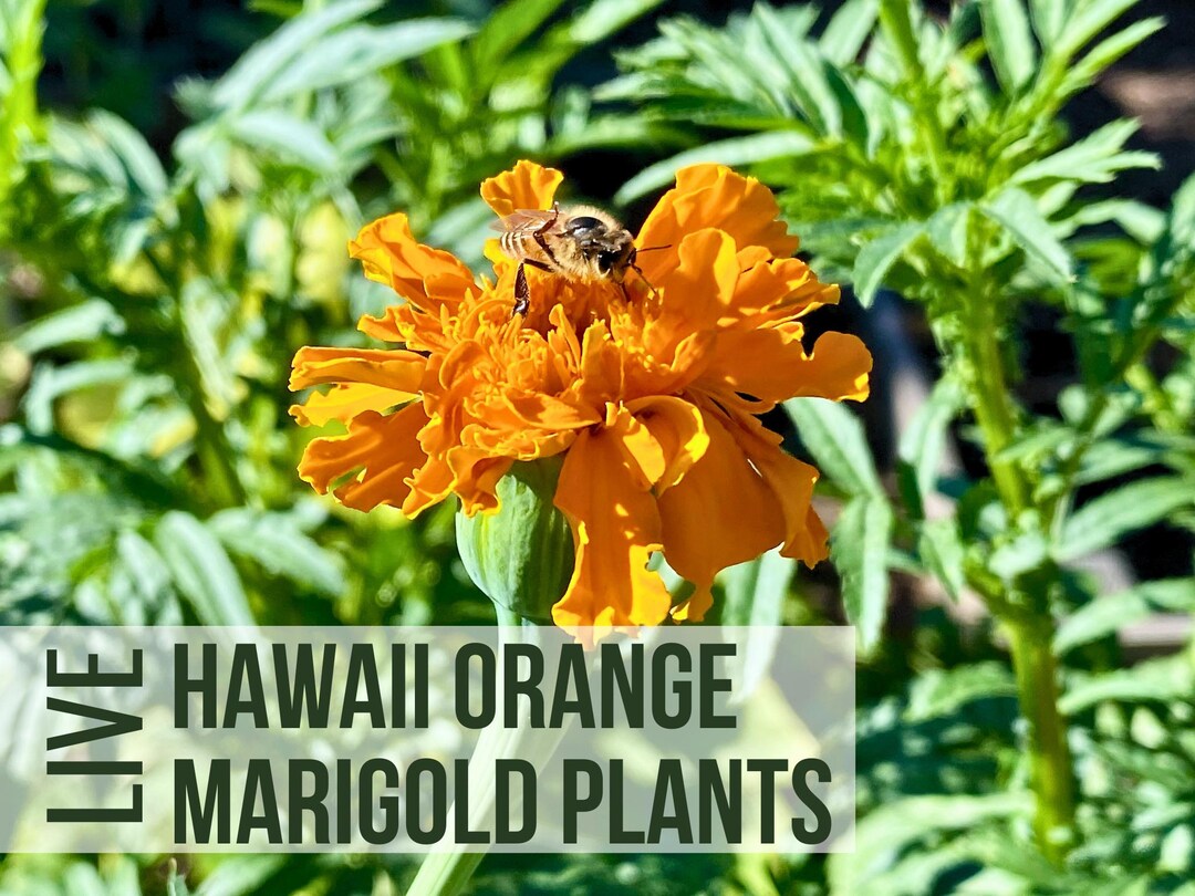 PREORDER 3 Hawaii Orange Marigold Plants, Giant Marigold Flowers Grown ...
