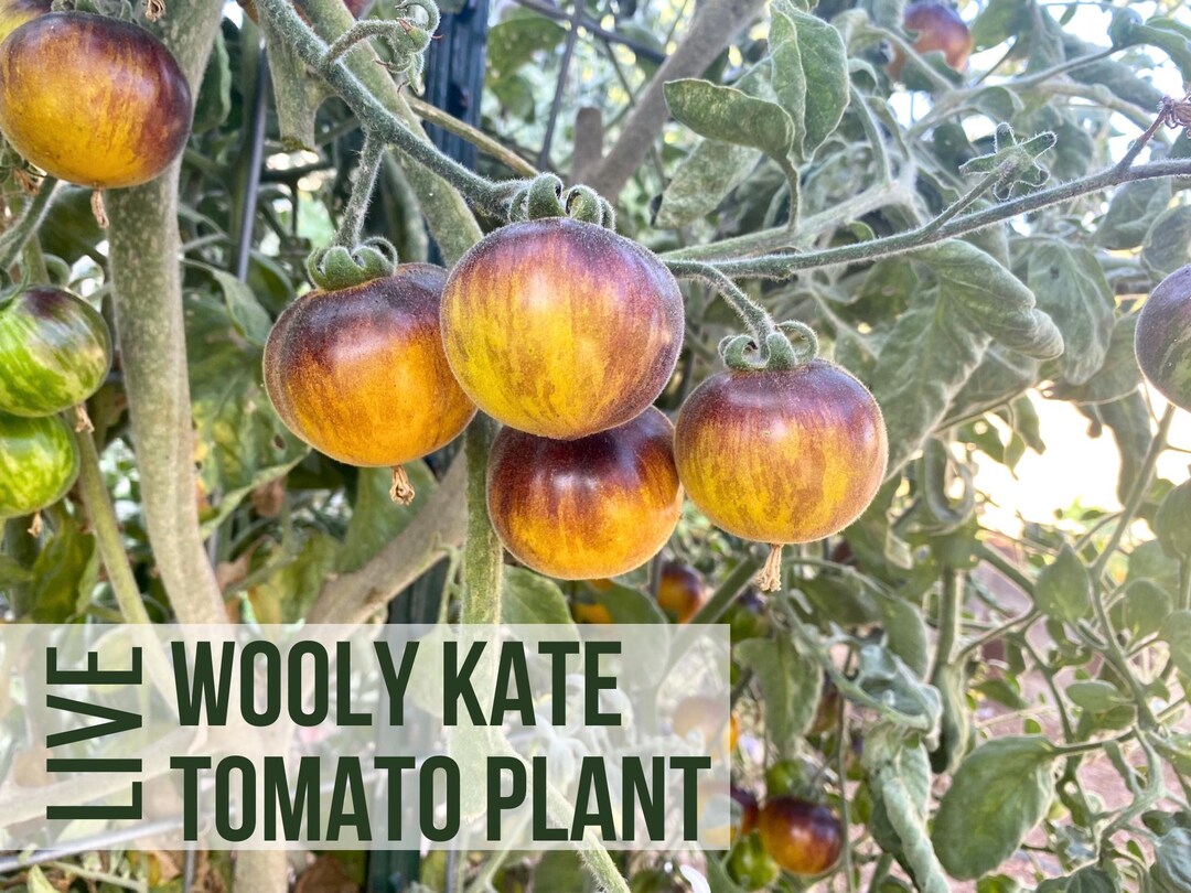 Wooly Kate Tomato Plants, Rare Tomatoes Grown From Tomato Seeds to ...