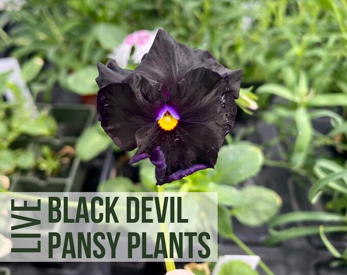 Black Devil Pansy Plant, Edible Flowers, Pansy Flower Seedlings, Plant ...