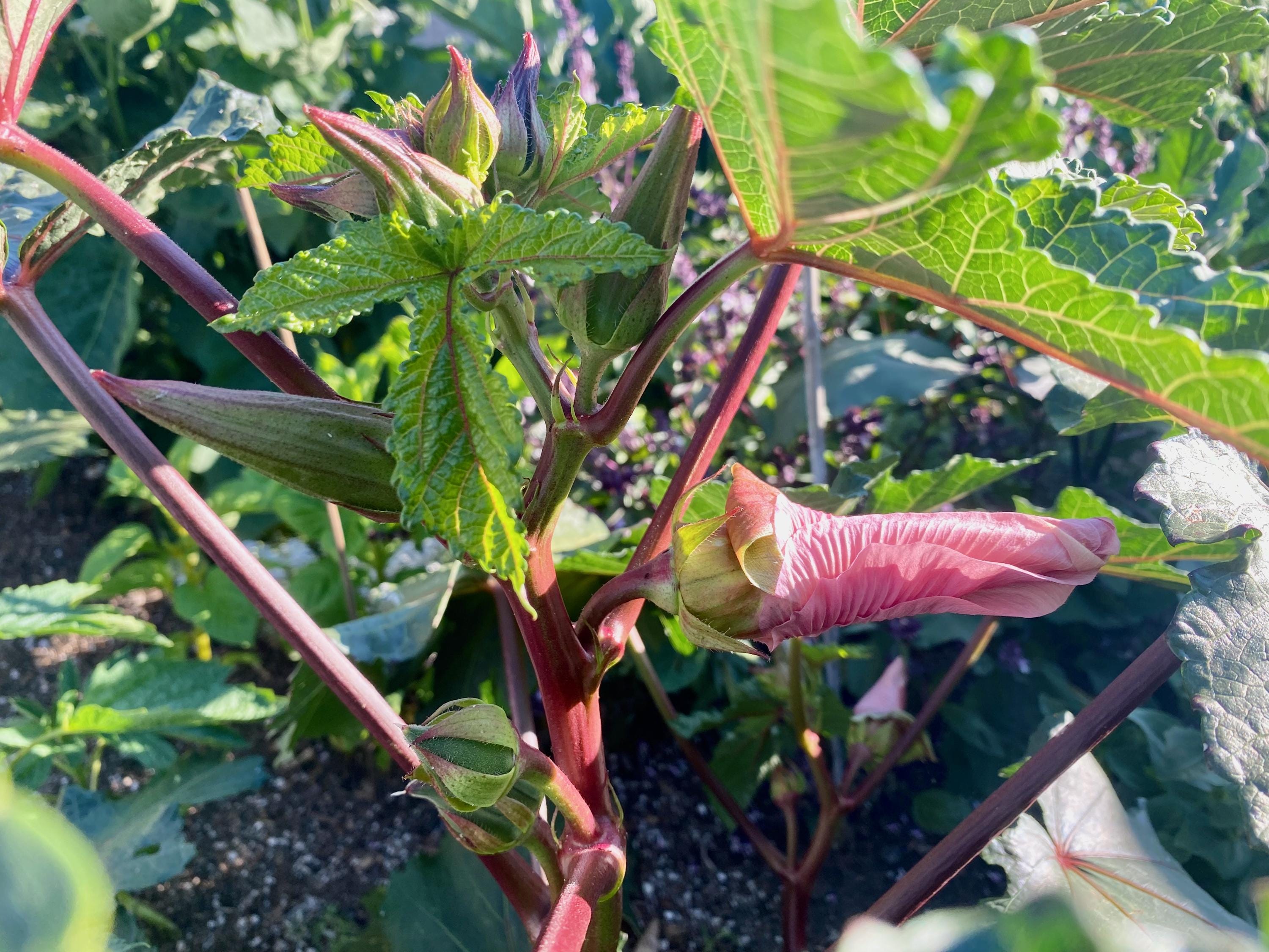 Tree Okra Plants, Nkruma Tenten Okra Grown From Okra Seeds to Vegetable ...