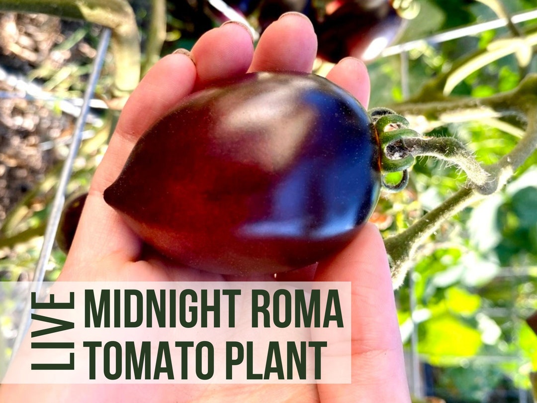 Midnight Roma Tomato Plant, Dark Purple Roma Tomato Start for Garden ...