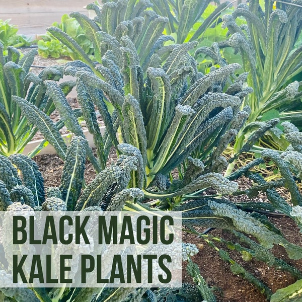 Kale - Etsy