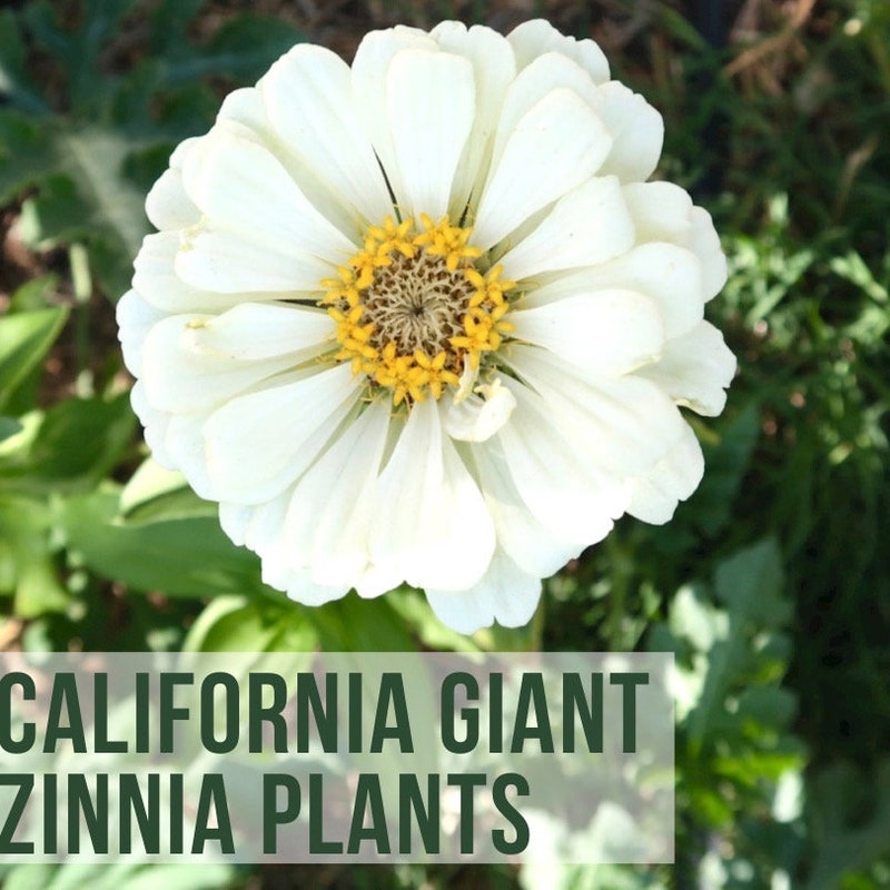 Rare Zinnia Seeds - Etsy
