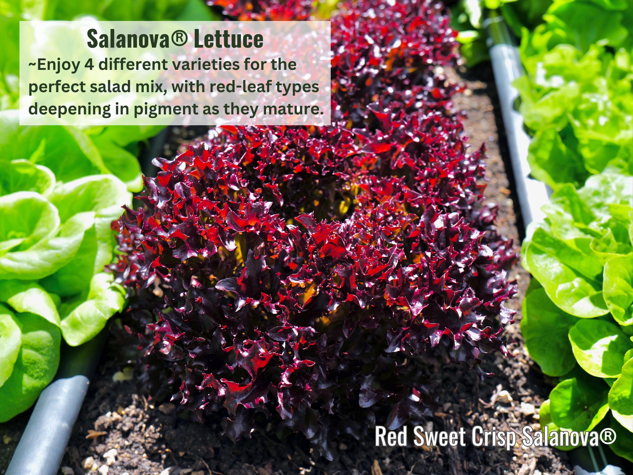 12 Salanova Lettuce Plants, Easy to Grow Gourmet Salad Mix Bundle, Live ...