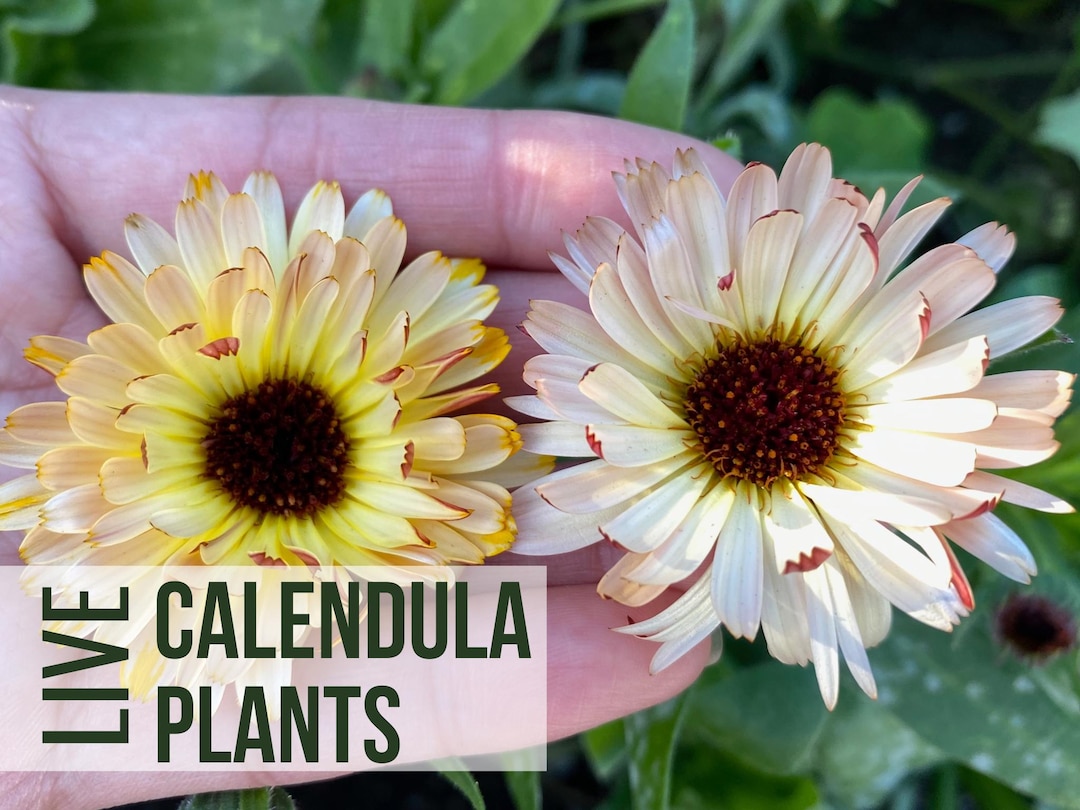 PREORDER 3 Calendula Plants, Calendula Flowers Grown From Calendula ...
