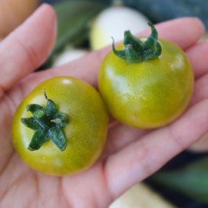 Fat Frog Tomato Plants, Micro Dwarf Tomatoes Grown From Vegetable Seeds ...