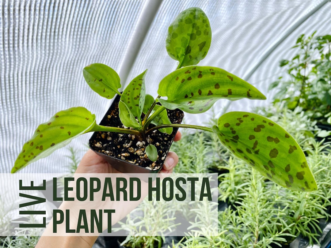 Leopard Hosta Plant, African False Hosta, Drimiopsis Maculata, Buy ...