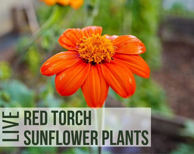 3 Red Torch Sunflower Plants, Mexican Sunflower Plant Starts, Live ...