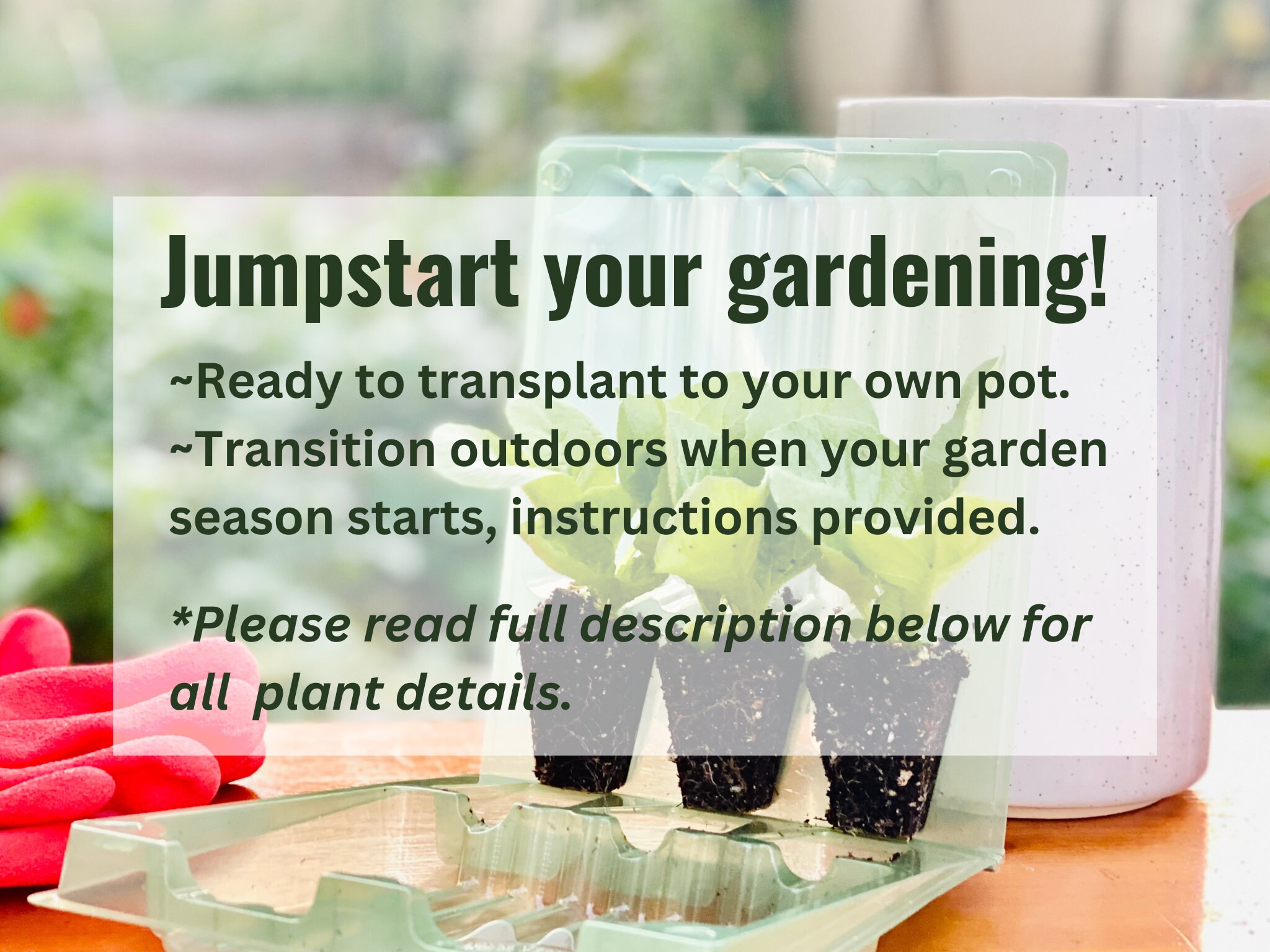6 Dragon Tongue Bush Bean Plants, Variegated Beans From Bean Seeds to ...