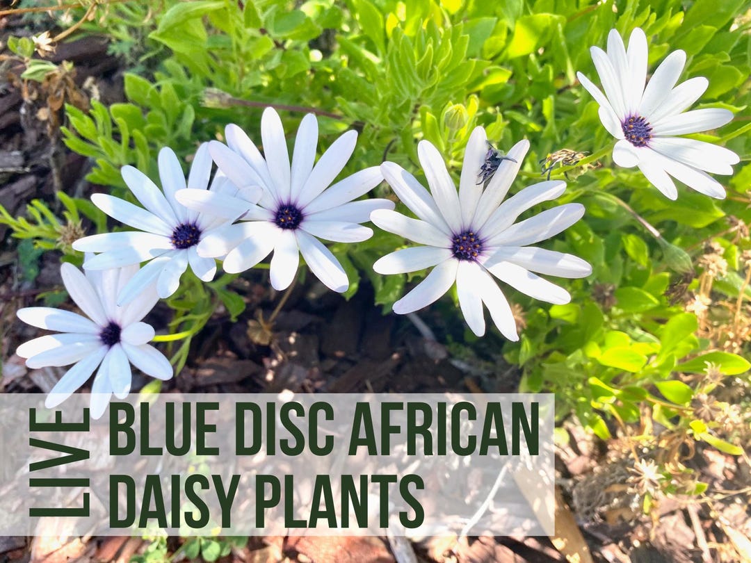 3 Blue Disc Daisy Plants, African Daisies Grown From Flower Seeds Into ...