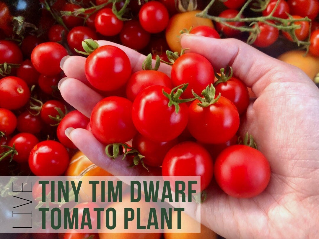 Tiny Tim Tomato Plants, Dwarf Tomatoes Grown From Vegetable Seeds Into ...