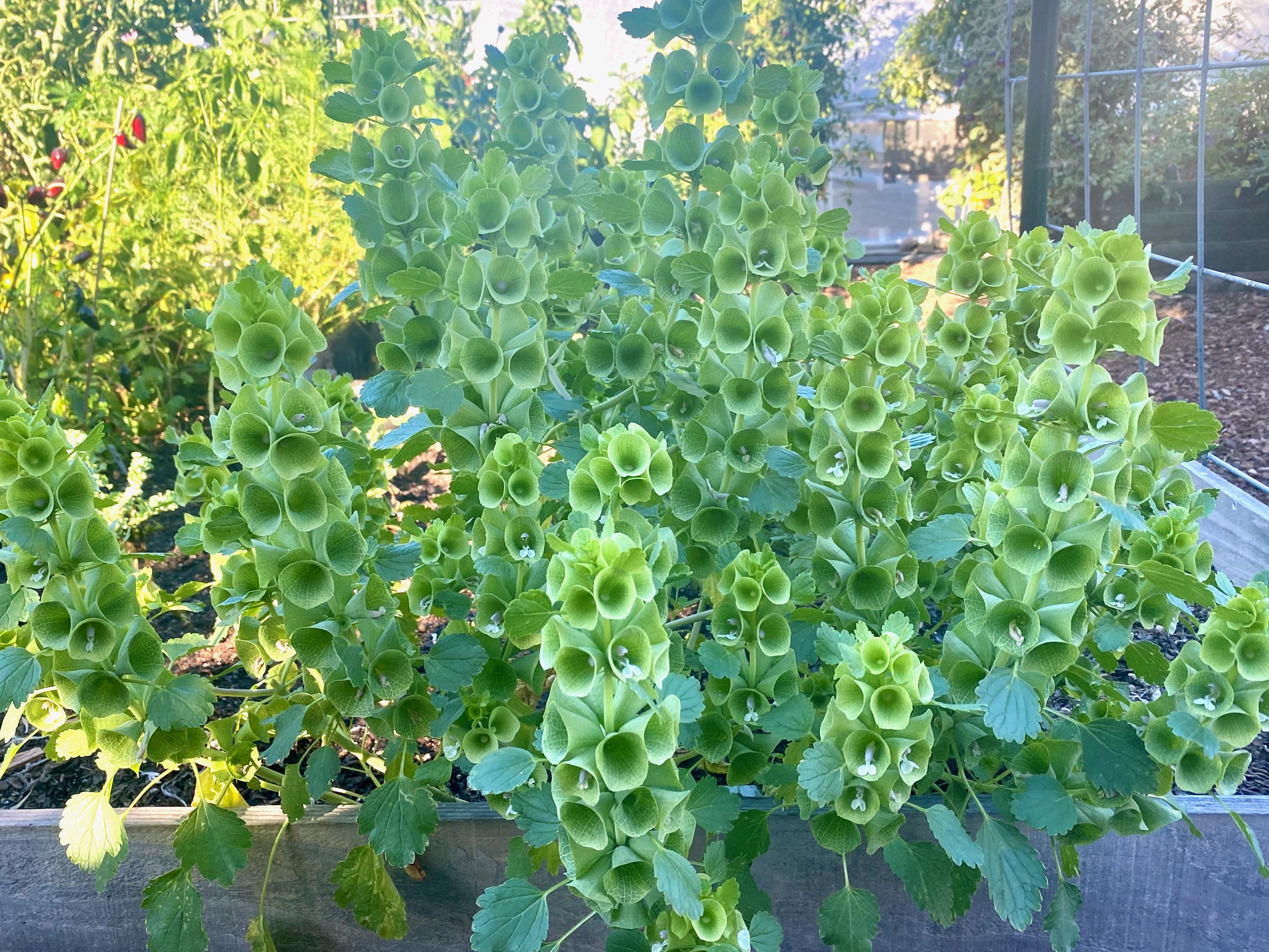 3 Bells of Ireland Plants, Bell Flowers Grown From Flower Seeds Into ...