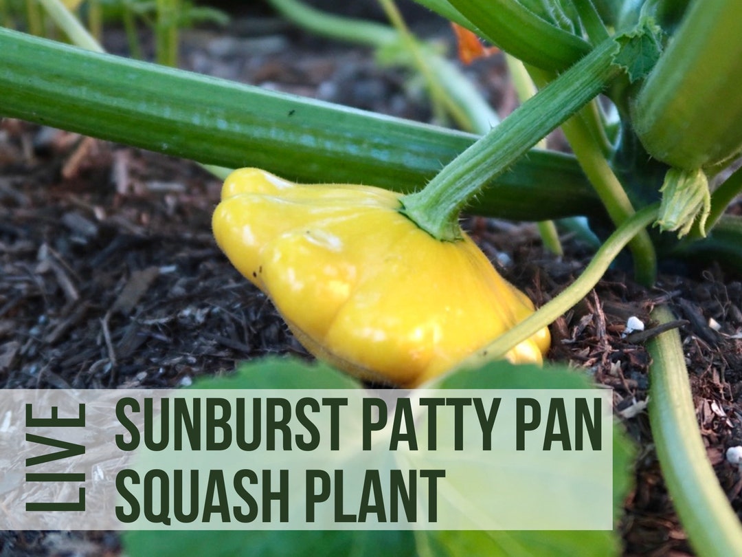 Sunburst Patty Pan Squash Plants, Summer Squash Grown From Squash Seeds ...
